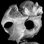 Implantes, biomateriais e componentes protéticos | Bionnovation