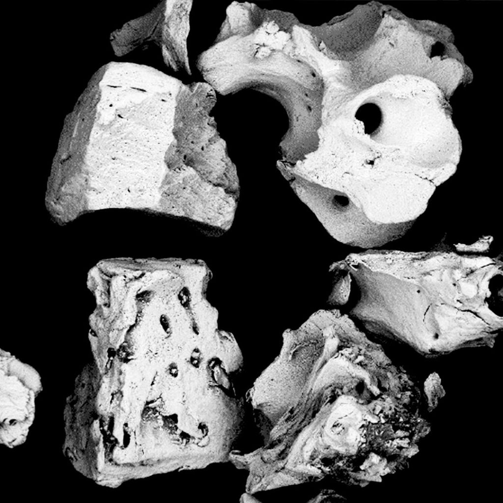 Bonefill Granulado - Portal | Bionnovation